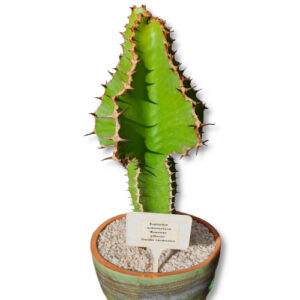 Succulents online